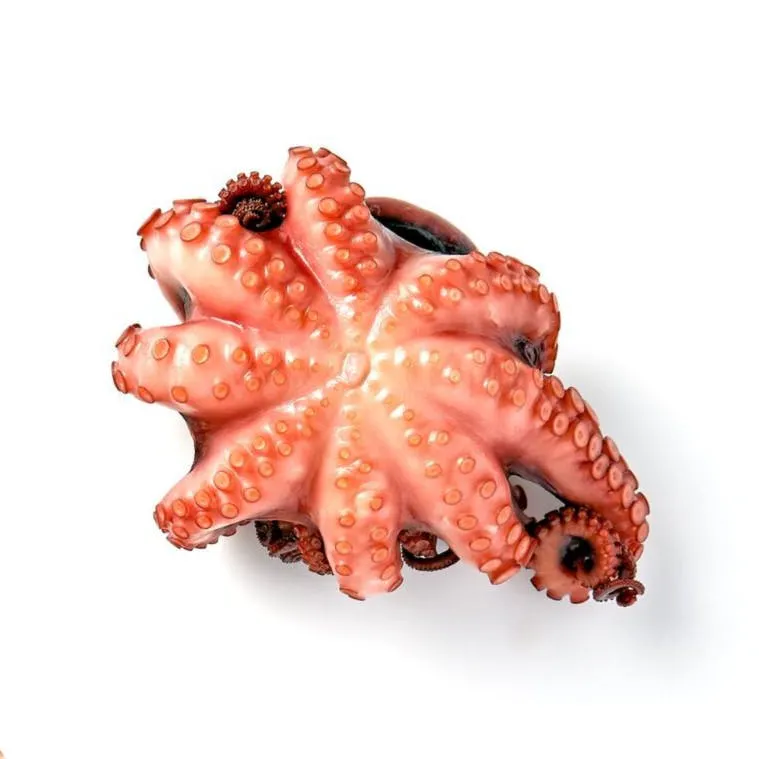 Raw Untenderized Octopus - 4 lbs. by Gullo Octopus | Goldbelly
