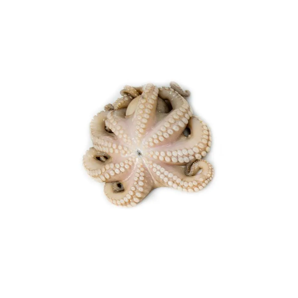 Raw Untenderized Octopus - 4 lbs. by Gullo Octopus | Goldbelly