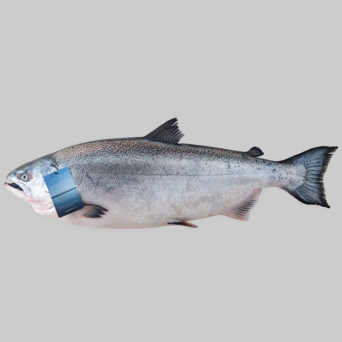 Fresh Whole Fish King