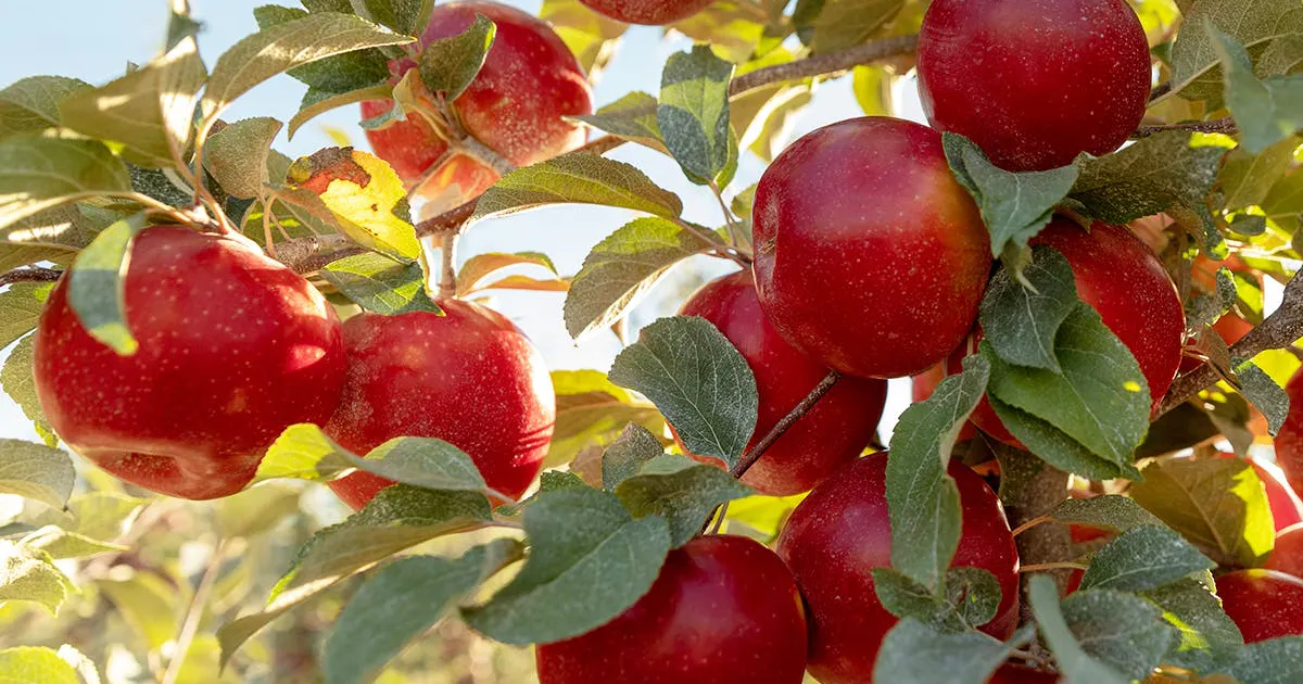 SugarBee™ Apple - Dozen by Chelan Fresh Farms | Goldbelly