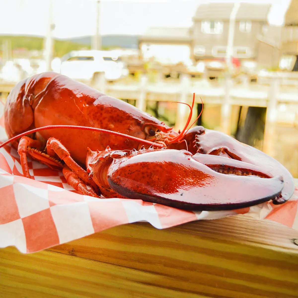 Lobster - Choose Your Own by Beal's Lobster Pier | Goldbelly