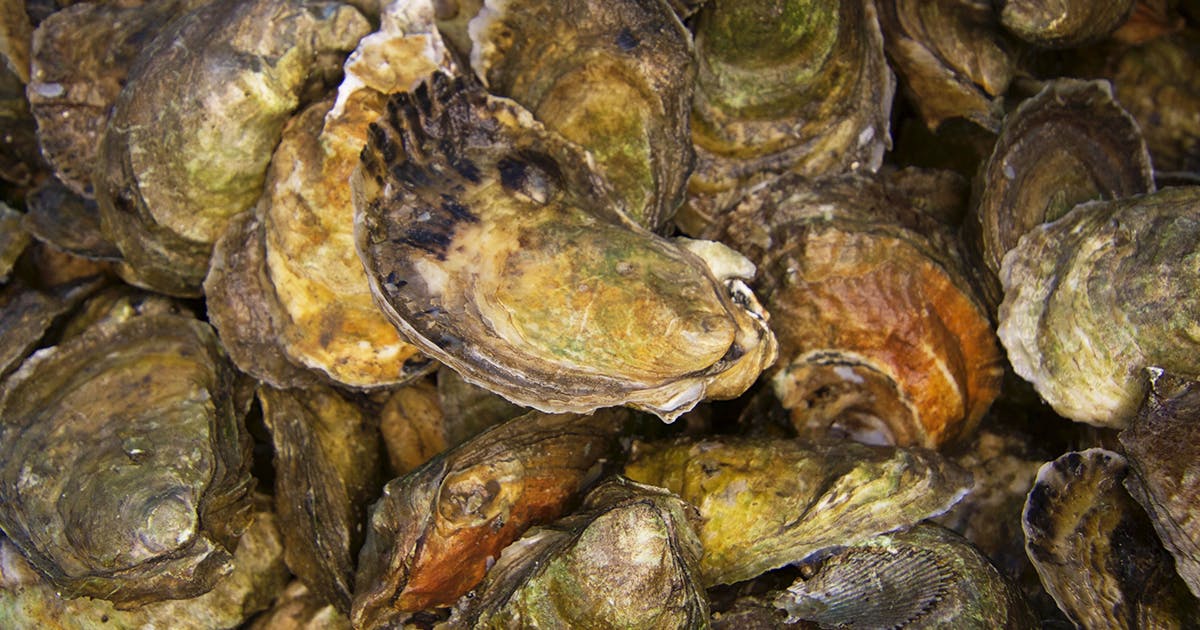 Wellfleet Wild Oysters - 50 Pack by Wellfleet Shellfish Co. | Goldbelly