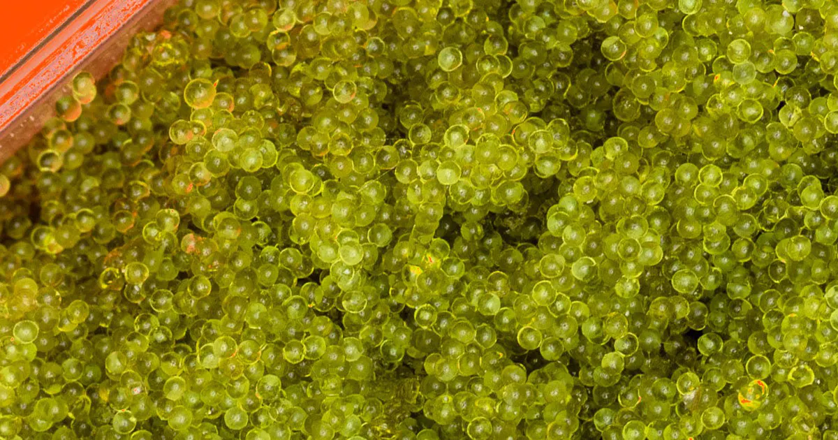 Frozen Tobiko Caviar - 500g by Aqua Best | Goldbelly
