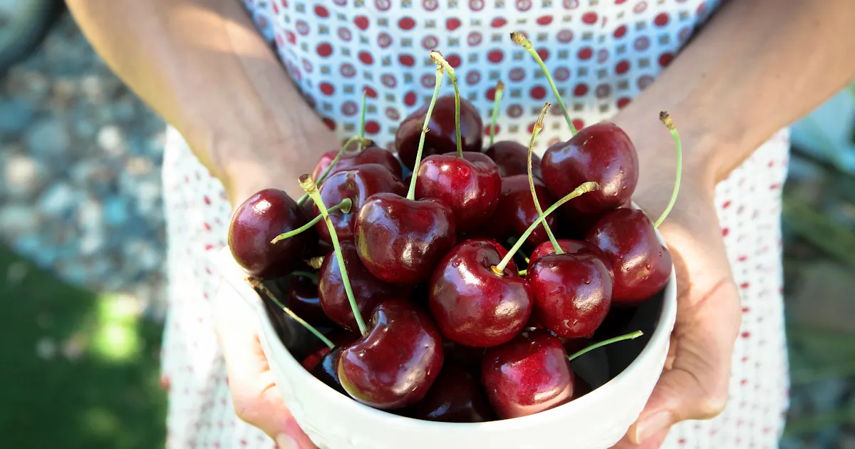 Fresh Jumbo Premium Sweet Cherries - 5 lbs. by Chelan Fresh Farms ...