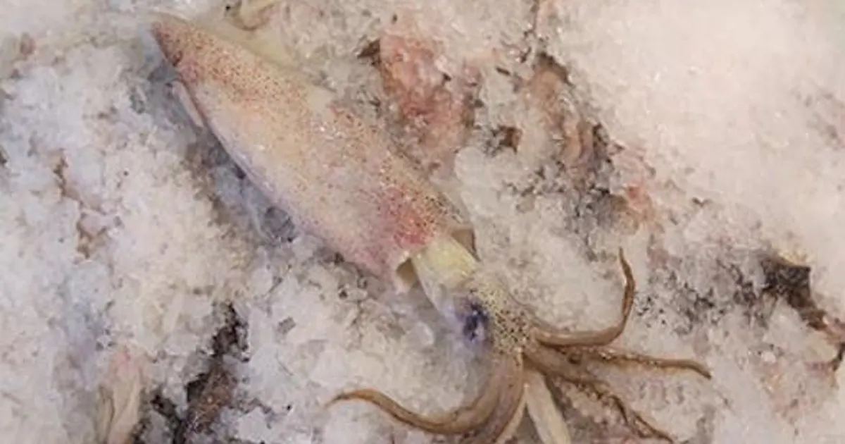 Squid - Whole, USA, 5 lbs by Pike Place Fish Market | Goldbelly